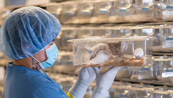 Genetically Engineered Rodent Models and Humanized Mice | Taconic Biosciences