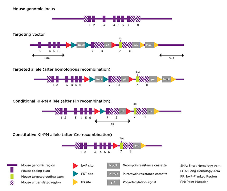 Knock-in Mice & Rats | Taconic Biosciences