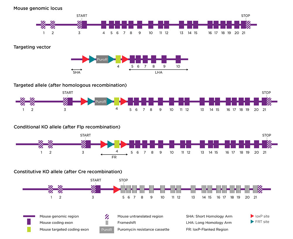 Knockout Mice & Rats | Conditional and Constitutive | Taconic Biosciences