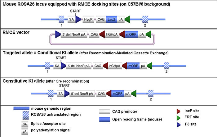 Transgenic Mice & Rats | Custom Transgene Expression | Taconic Biosciences