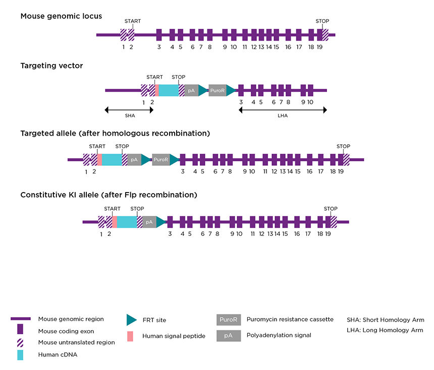 Knock-in Mice & Rats | Taconic Biosciences