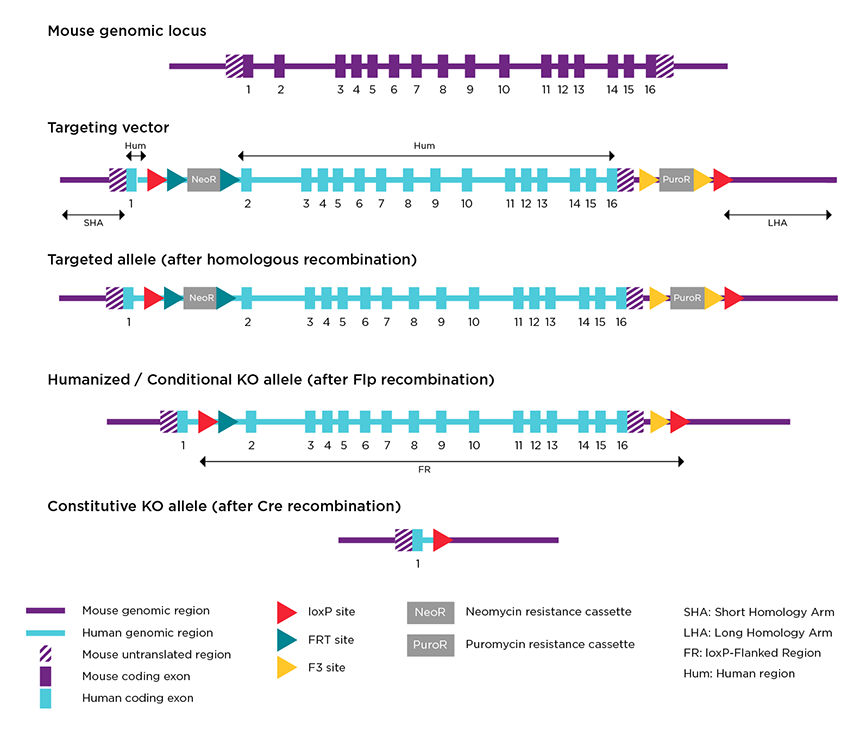 Knock-in Mice & Rats | Taconic Biosciences