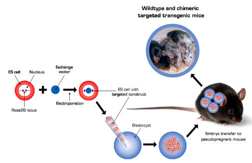 Transgenic Mice & Rats | Custom Transgene Expression | Taconic Biosciences